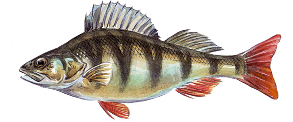 Abborre (Perca Fluviatilis)