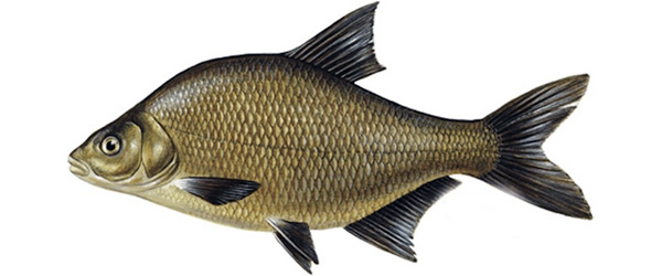 Braxen (Abramis brama)