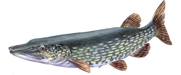 Gädda (Esox Lucius)