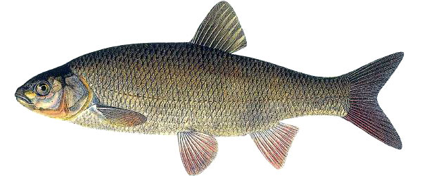 Ide (Leuciscus idus)