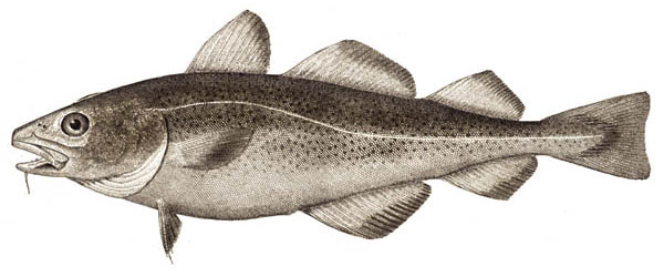 Torsk (Gadus morhua)